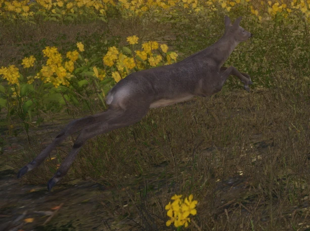 Roe deer | Kingdom Come: Deliverance Wiki | Fandom
