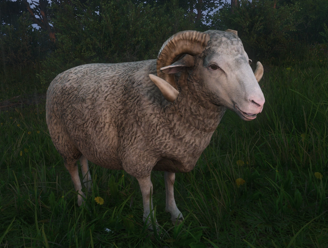 Ignatius (sheep) | Kingdom Come: Deliverance Wiki | Fandom