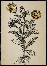 Herbarium | Kingdom Come: Deliverance Wiki | Fandom