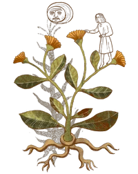 Herbarium (KCD2) | Kingdom Come: Deliverance Wiki | Fandom