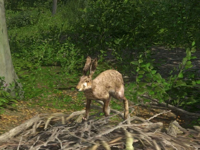 Hares | Kingdom Come: Deliverance Wiki | Fandom