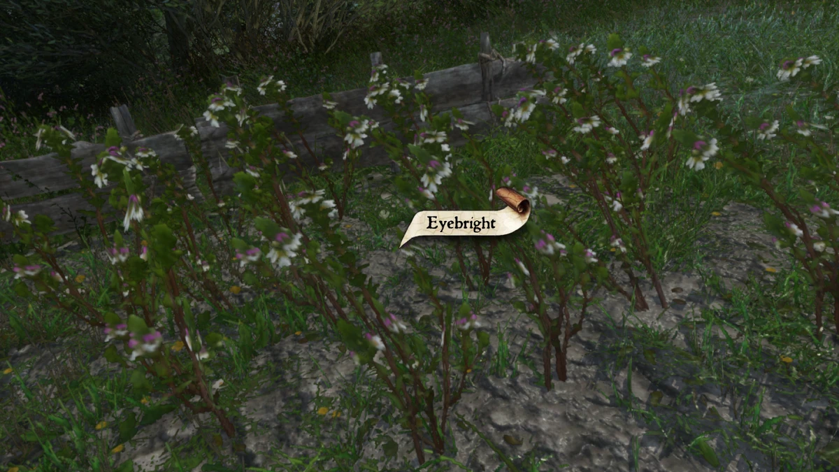 Eyebright | Kingdom Come: Deliverance Wiki | Fandom