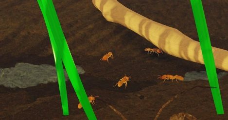 Red Driver Ants | Kingdom of The Termites Wiki | Fandom