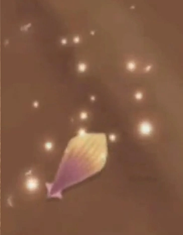 Thalassa Shell | Kingdom Hearts wiki | Fandom