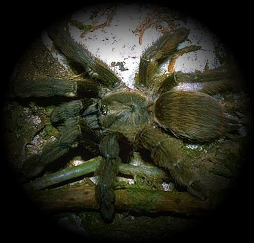 Green Brood Mothers | Kingdom Wars: Elf, Men, Undead Wiki | Fandom