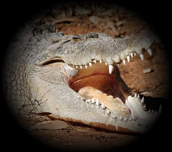 Ancient Crocodiles | Kingdom Wars: Elf, Men, Undead Wiki | Fandom