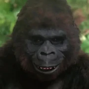 Lady Kong | King Kong Wiki | Fandom