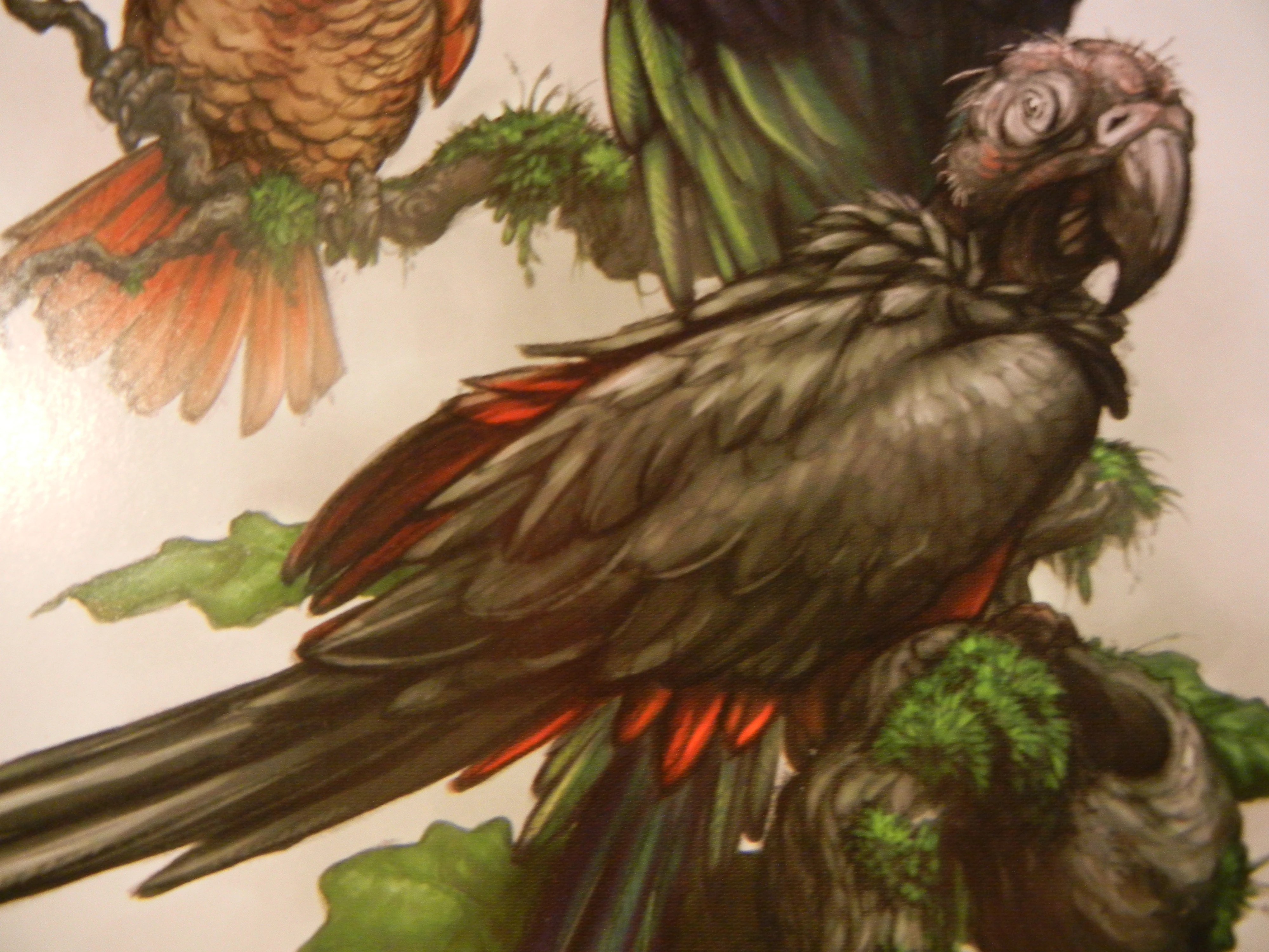 Category:Birds | King Kong Wiki | Fandom