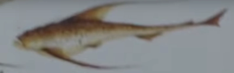 Hamudon | King Kong Wiki | Fandom