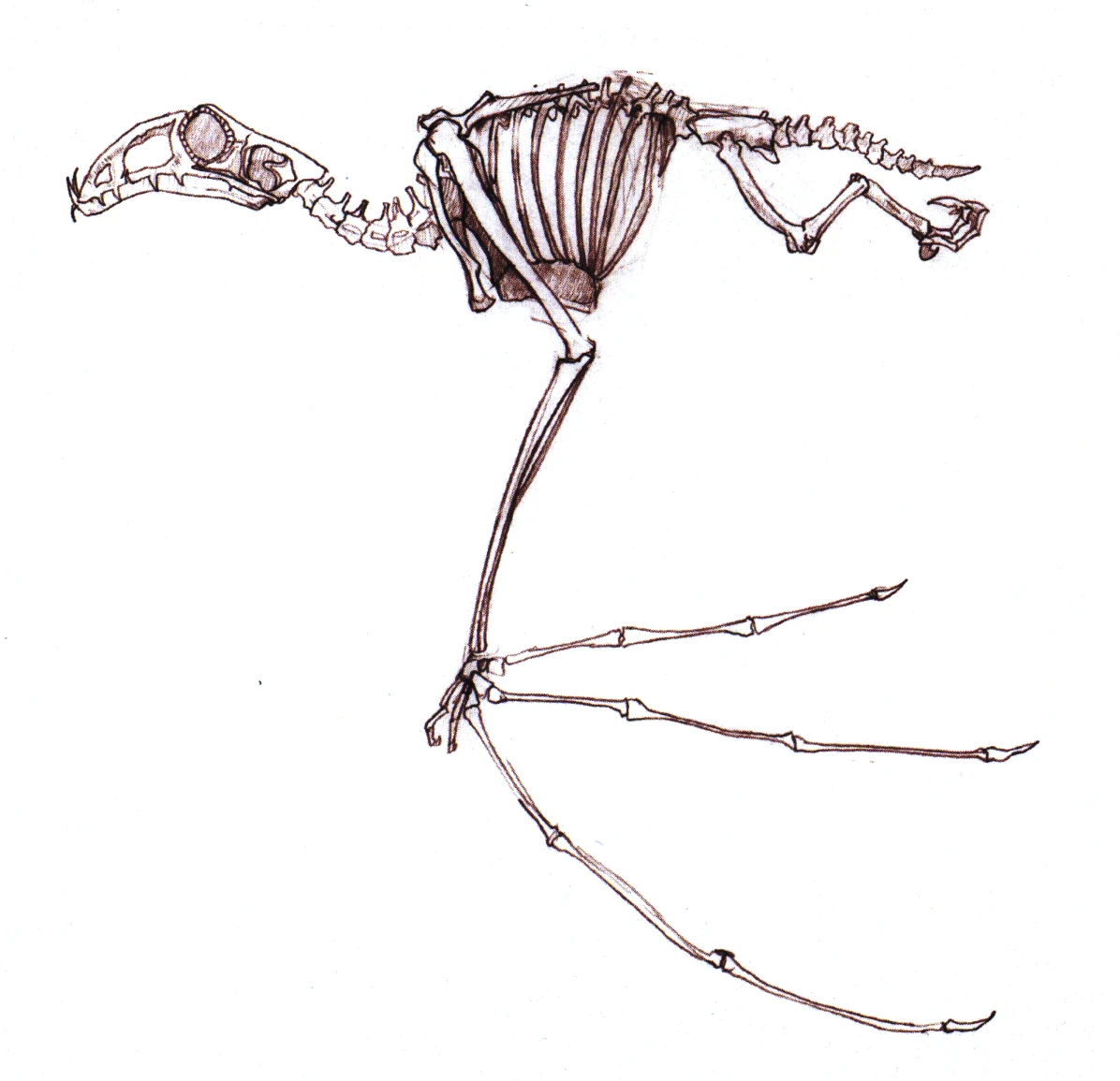 Vultursaurus | King Kong Wiki | Fandom