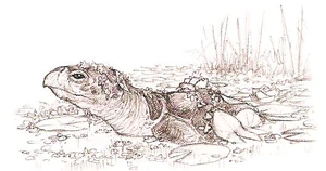 Skull Island Loggerhead Sea Turtle | King Kong Wiki | Fandom