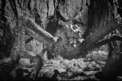 Pajęczak | King Kong Wiki | Fandom