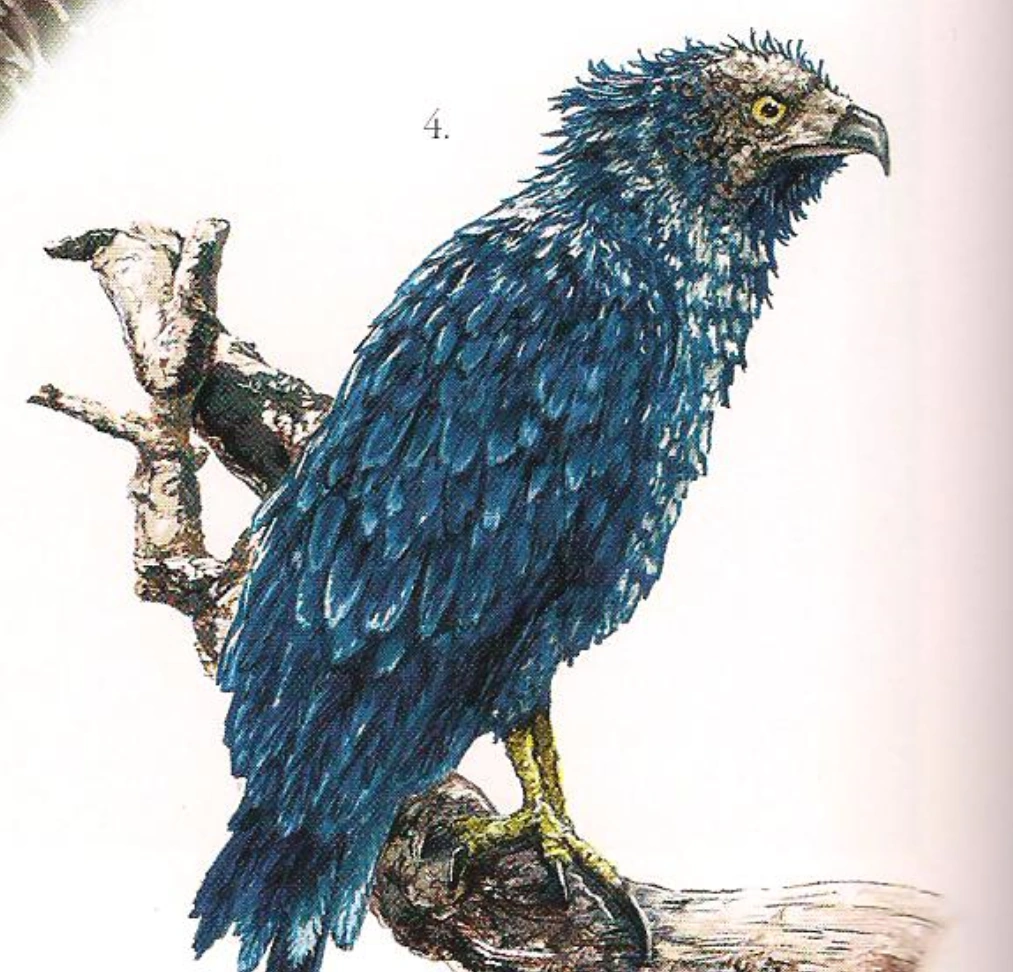 Skull Island Hawk | King Kong Wiki | Fandom