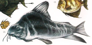 Stink-fish | King Kong Wiki | Fandom