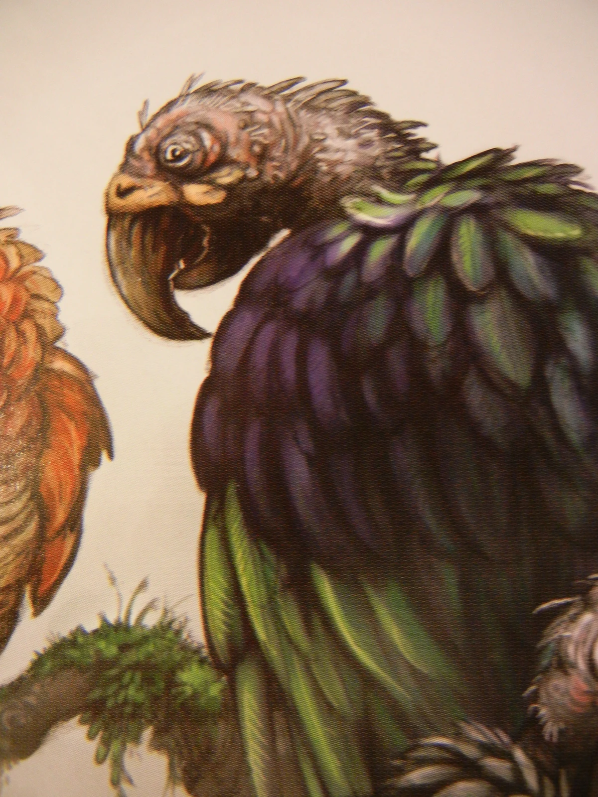 Green Carrion Parrot | King Kong Wiki | Fandom