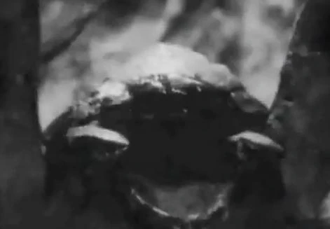 Stwór z mackami | King Kong Wiki | Fandom