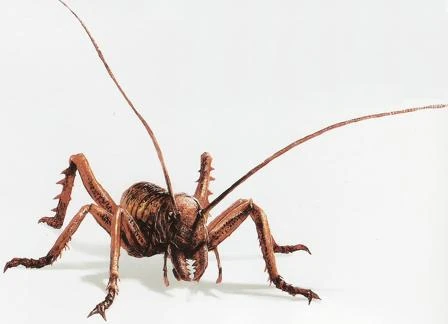 Deinacrida rex | King Kong Wiki | Fandom