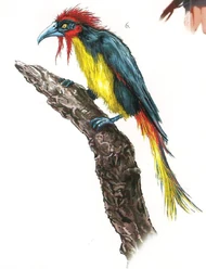 Dapper Crow | King Kong Wiki | Fandom