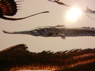 Javelin | King Kong Wiki | Fandom