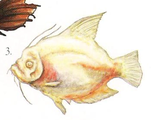 Rogue Fish | King Kong Wiki | Fandom