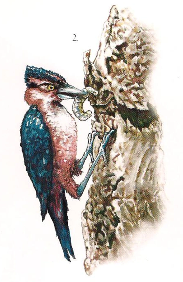 Dark-wing | King Kong Wiki | Fandom