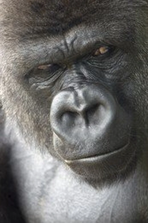 Kong Mark II | King Kong Wiki | Fandom