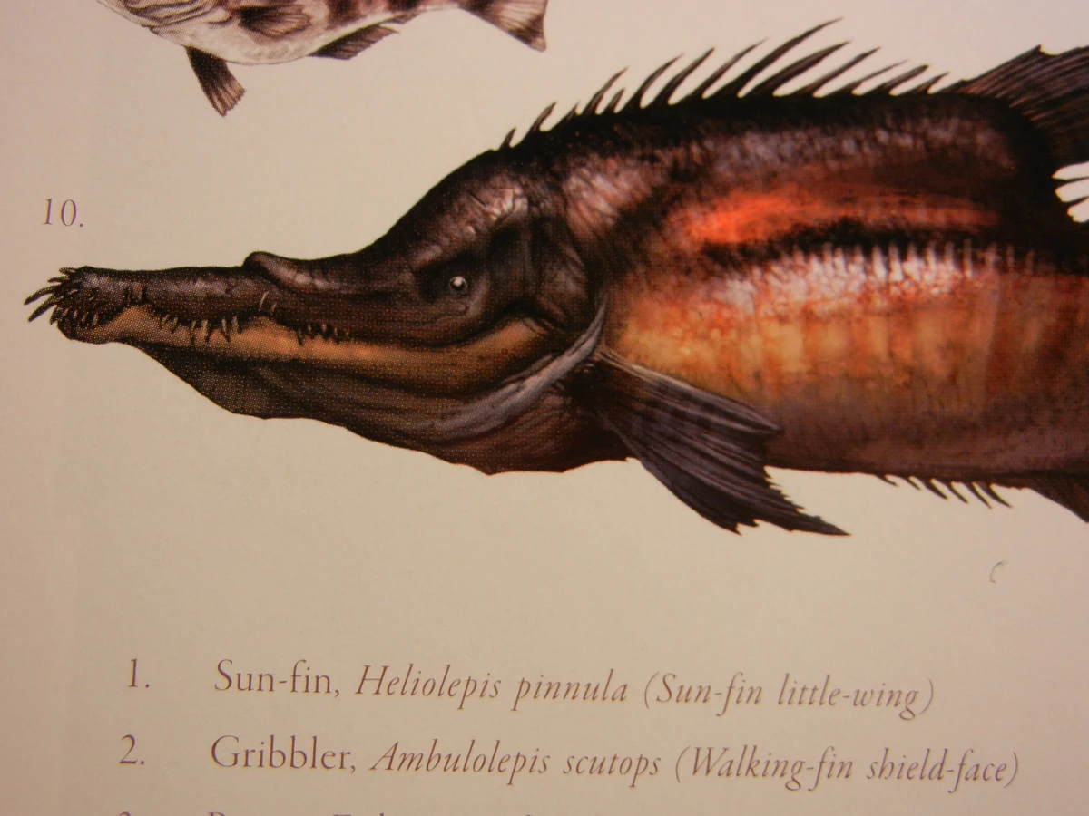 Needlemouth | King Kong Wiki | Fandom