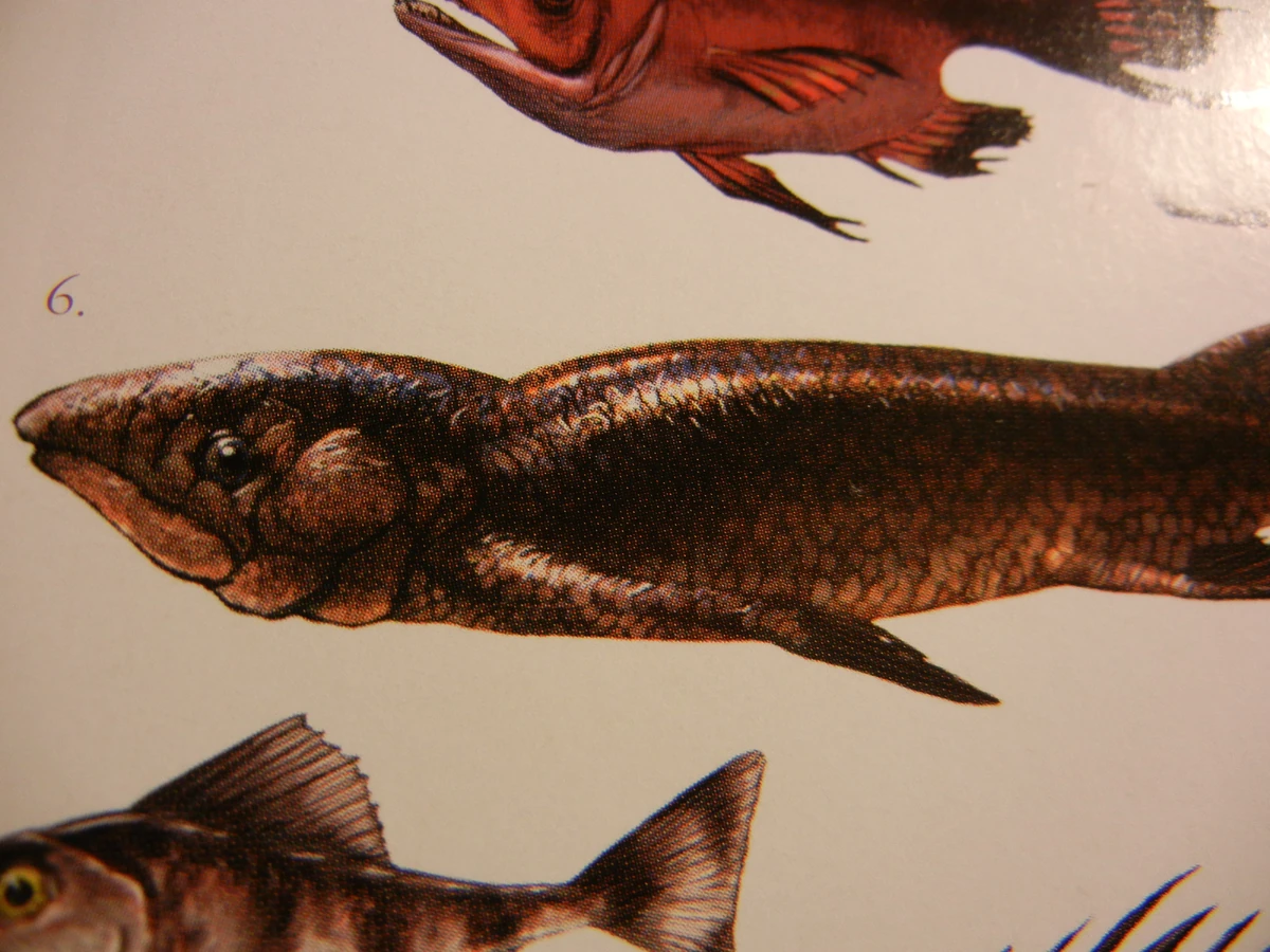 Panderichthys | King Kong Wiki | Fandom