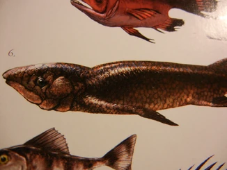 Panderichthys | King Kong Wiki | Fandom