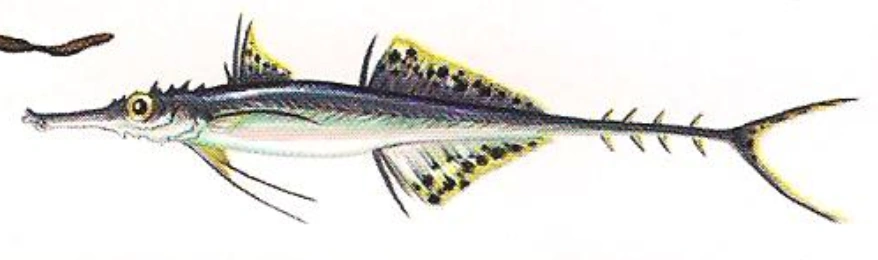 Prickle Fish | King Kong Wiki | Fandom