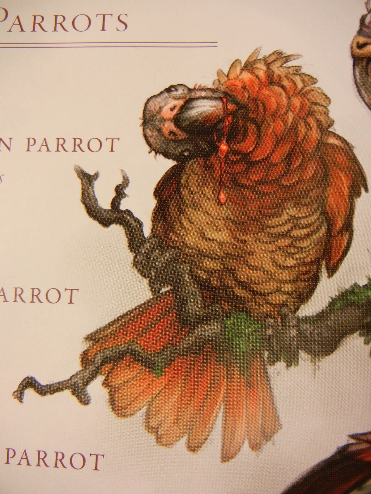 Red Carrion Parrot | King Kong Wiki | Fandom