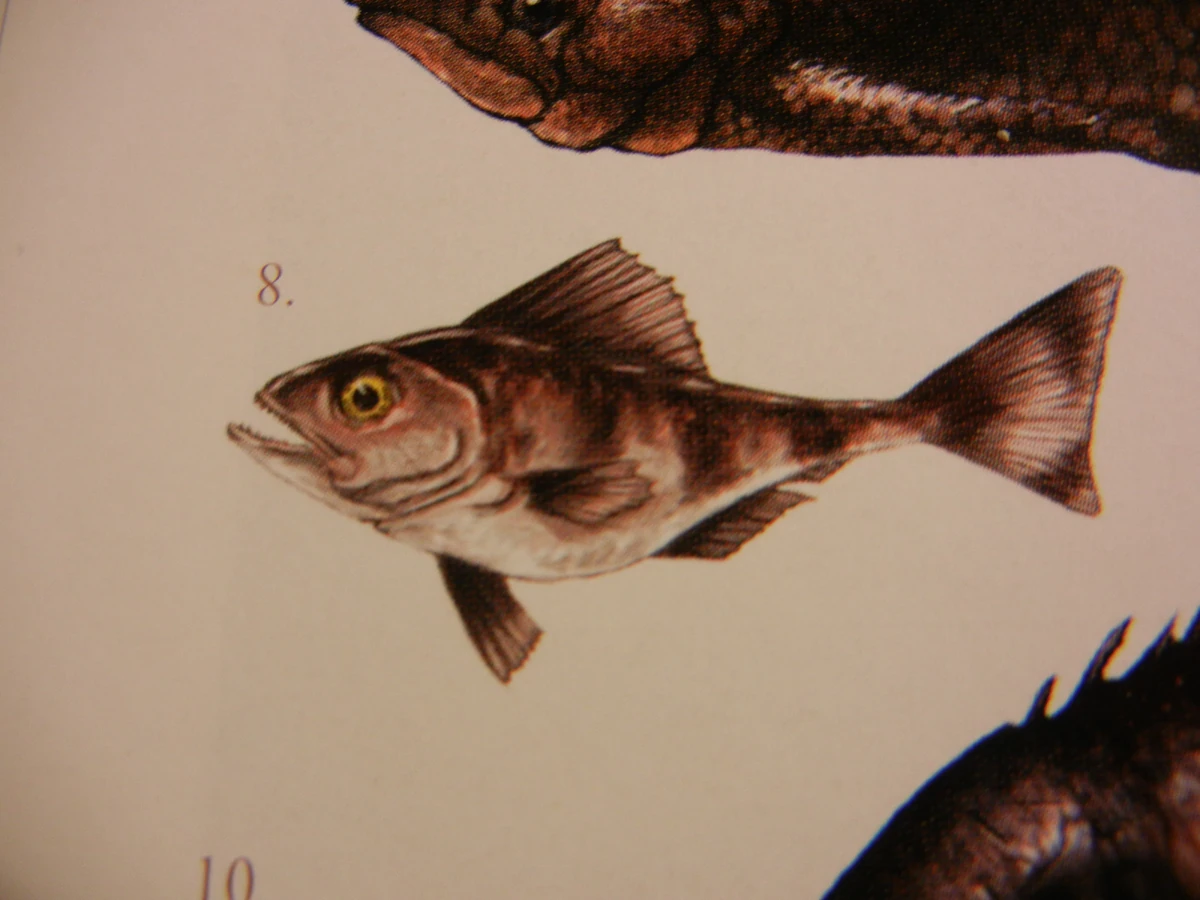 Morsel Fish | King Kong Wiki | Fandom