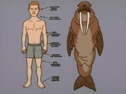 Operation Infinite Walrus | King of the Hill Wiki | Fandom