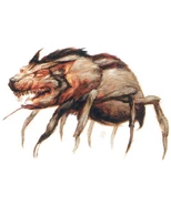 Miska the Wolf-Spider | Kingsway Role Playing Group Wiki | Fandom