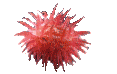 Sam The Sea Anemone/Gallery | KinitoPedia Wiki | Fandom
