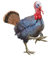 Monster Turkey | Kinnikuman Wiki | Fandom