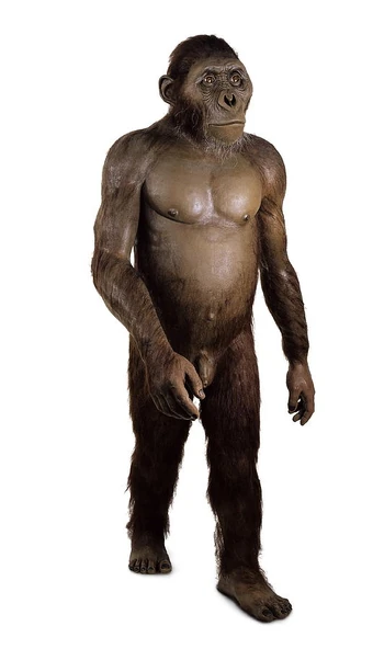 Localizacao Do Australopithecus Afarensis Australopithecus Africanus