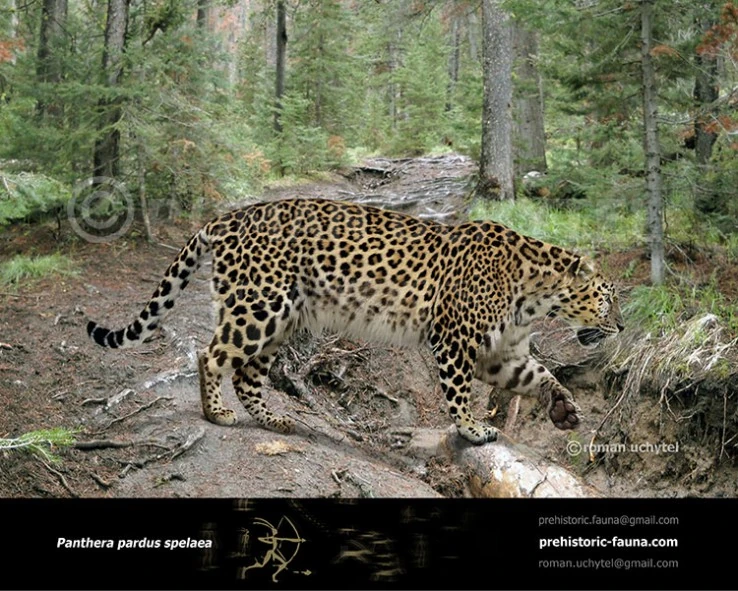 Ice Age Leopard | Kion's Adventures Wiki | Fandom