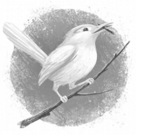Tuntuni | Kiranmala and the kingdom beyond Wiki | Fandom