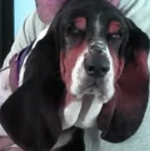 Hazel | Kirk Weiler Wikia | Fandom