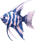 List of fish (Azure) | Kiseki Wiki | Fandom