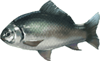 List of fish (Zero) | Kiseki Wiki | Fandom