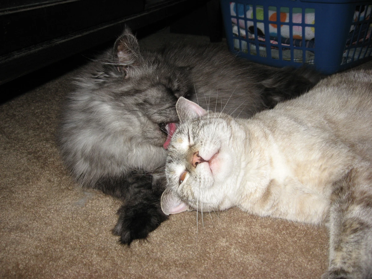 My Childhood Kittehs: Shady | Kitteh :3 Wiki | Fandom