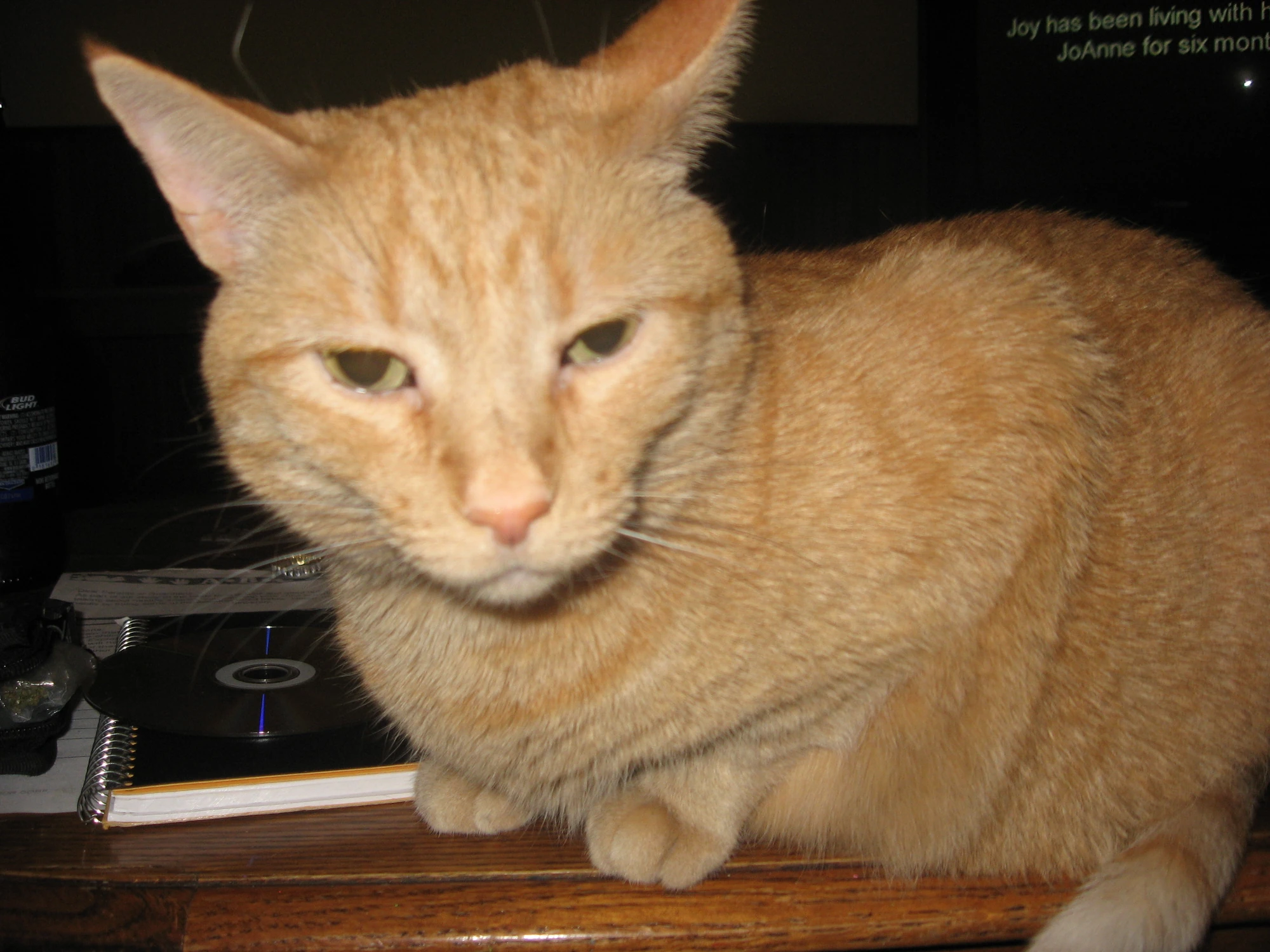 My Childhood Kittehs: Piggy | Kitteh :3 Wiki | Fandom