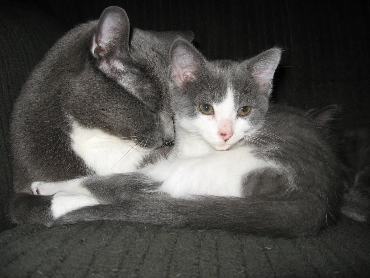 My Childhood Kittehs: Buddy | Kitteh :3 Wiki | Fandom