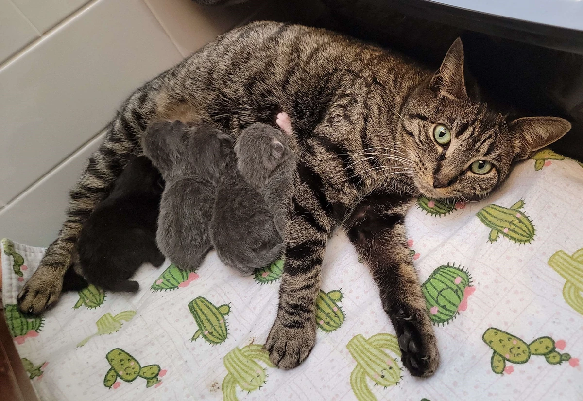 Cuddles' Snugglers | Kitten Academy Wiki | Fandom
