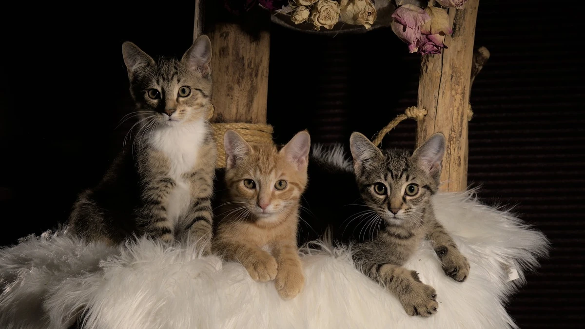 Ocean's Sailing Kit | Kitten Academy Wiki | Fandom