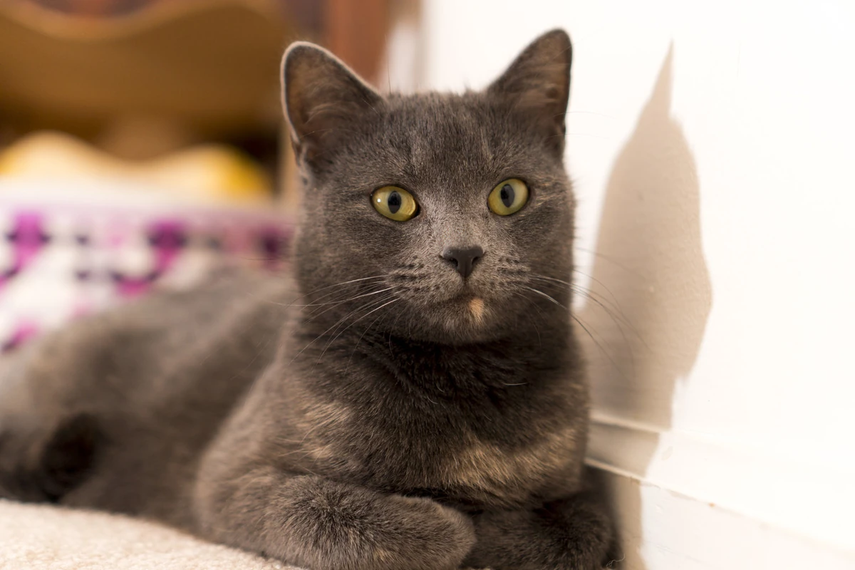 Abby | Kitten Academy Wiki | Fandom