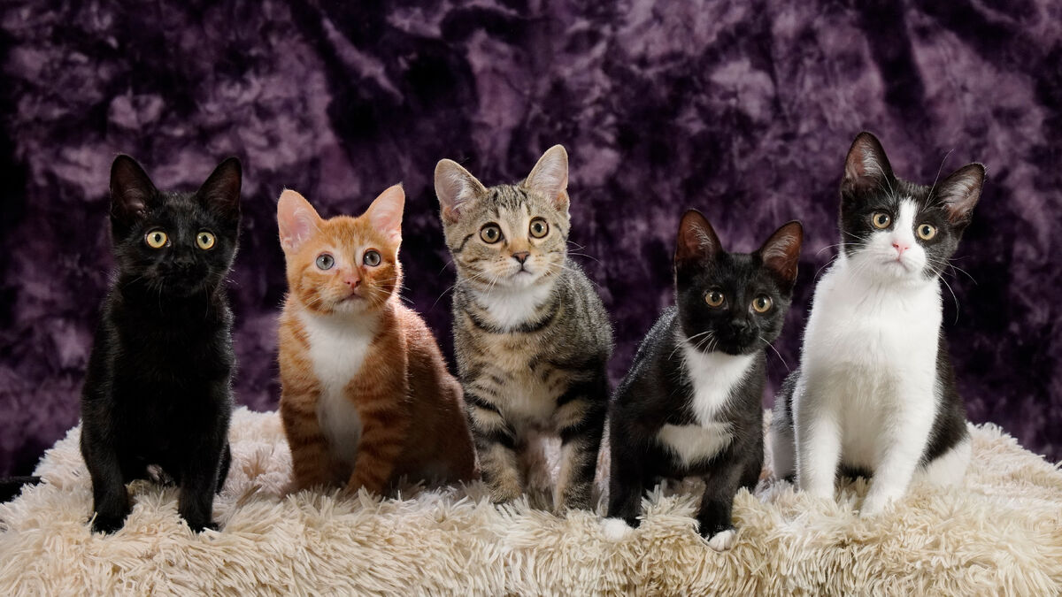 The Cutensils Kitten Academy Wiki Fandom