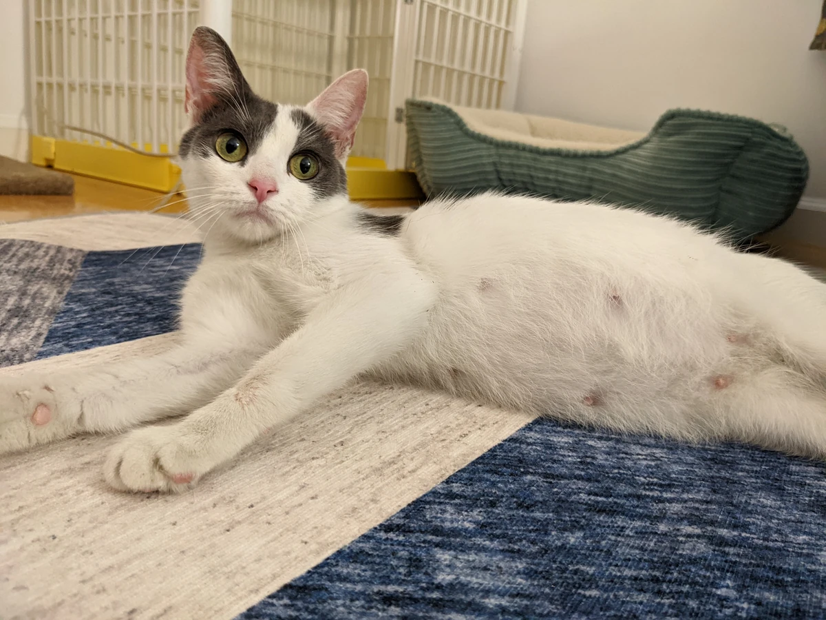 Tinies in Cahoots | Kitten Academy Wiki | Fandom